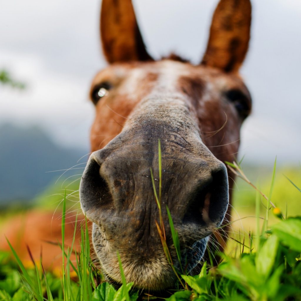 Home - Knightley Riding Club